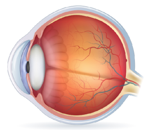 The science behind vision